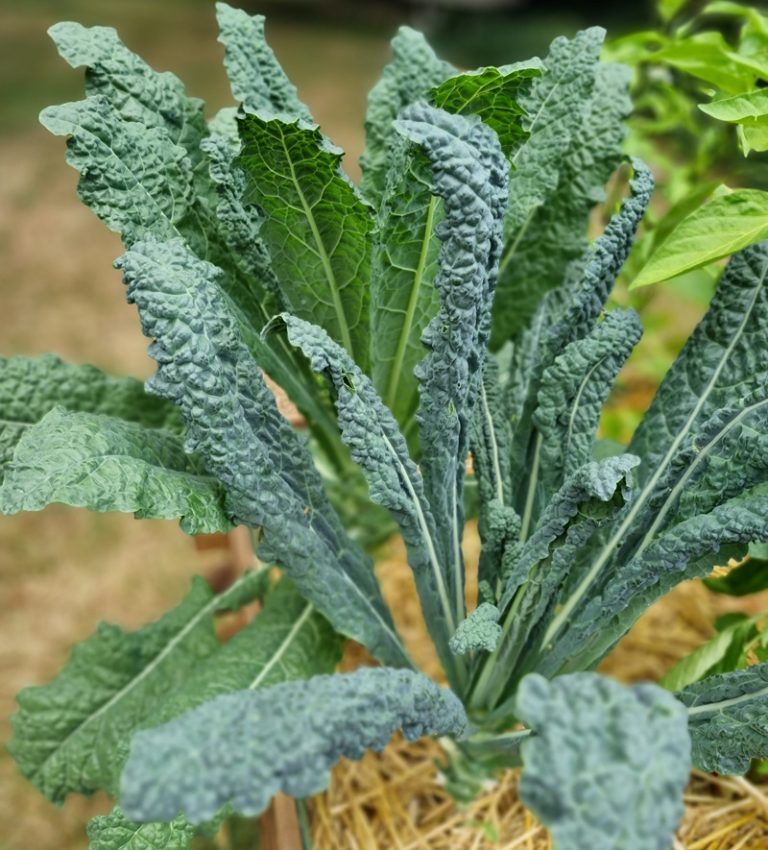 Palmkohl/ Schwarzkohl säen, pflegen und ernten!